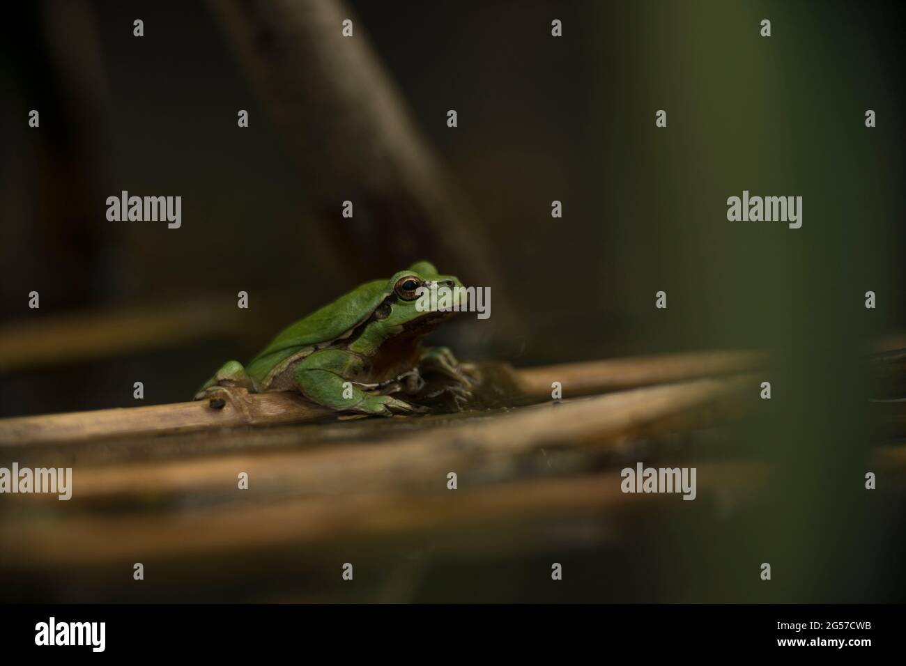 Male of European tree frog (Hyla arborea) sitting on dry cattail leaf ...