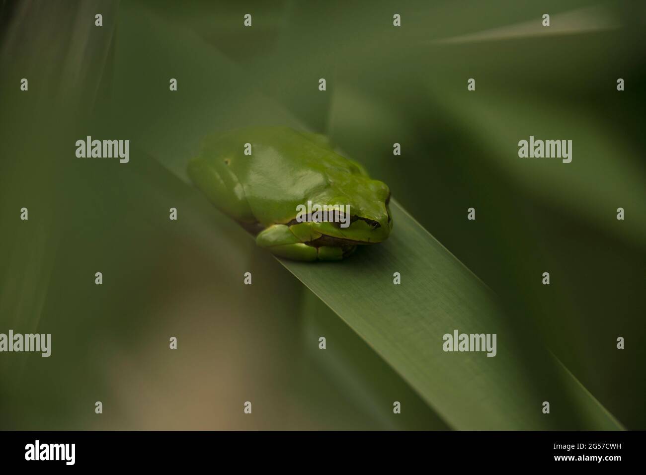 Hyla arborea reed leaf hi-res stock photography and images - Alamy