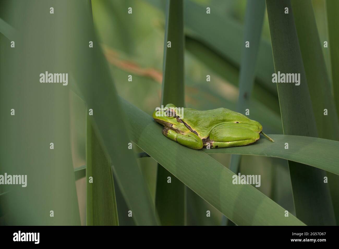 Male of European tree frog (hyla arborea) sitting on a cattail leaf ...