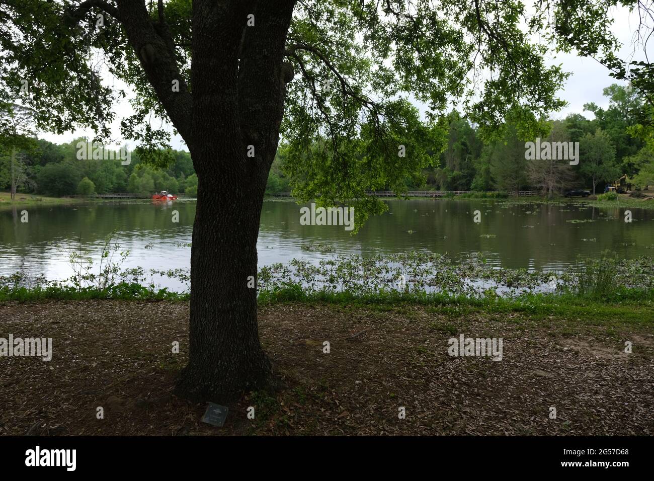 Calm Landscape of oak tree with lake Leon behind in Tom Brown Park in ...