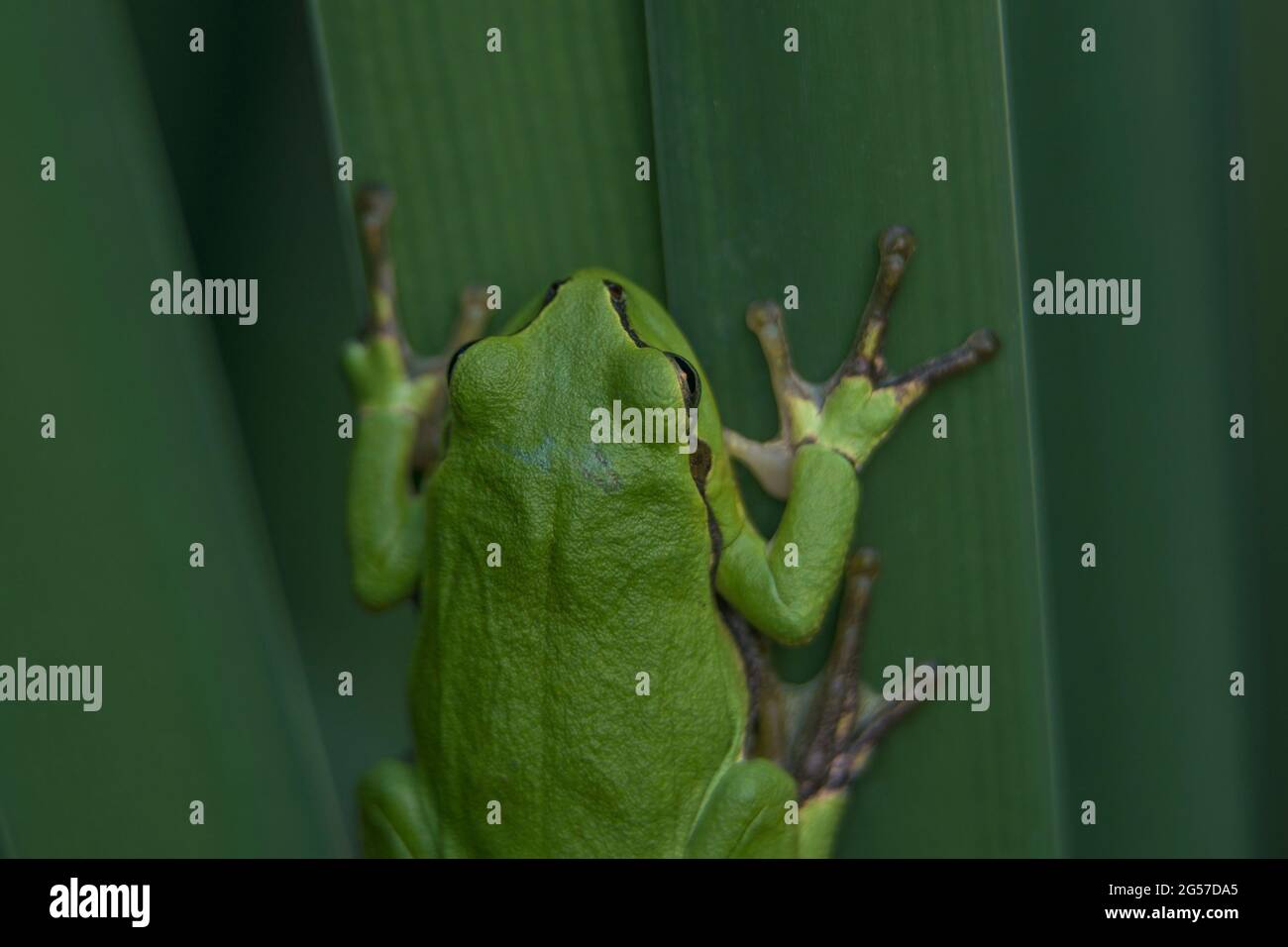Hyla arborea reed leaf hi-res stock photography and images - Alamy