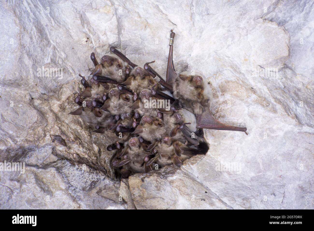 Close up group of strange animals Greater mouse-eared bats Myotis ...