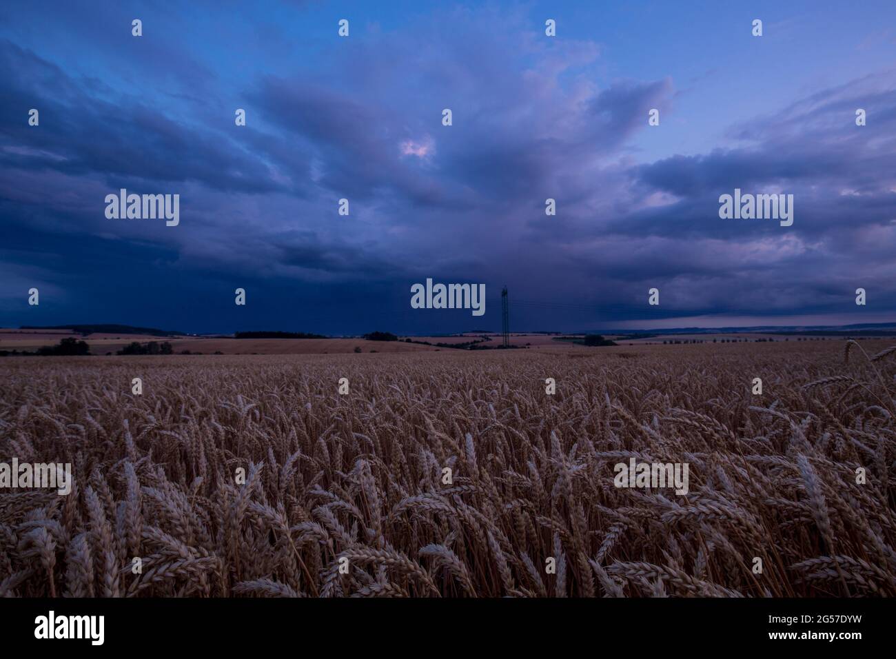 Field of golden wheat under cold blue cloudy sky Stock Photo - Alamy