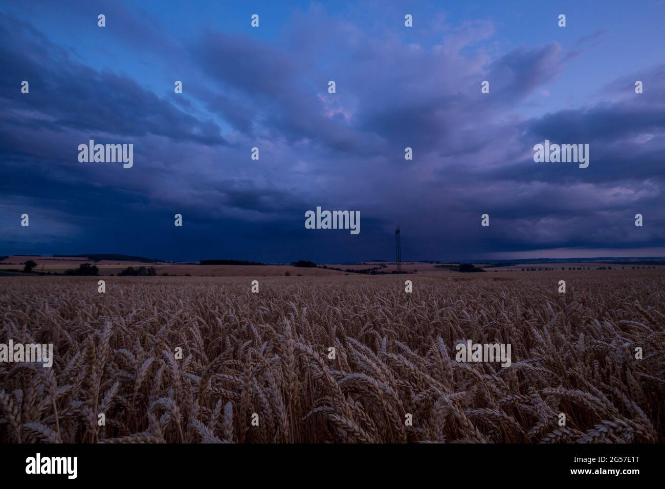 Golden wheat field under a blue sky hi-res stock photography and images ...