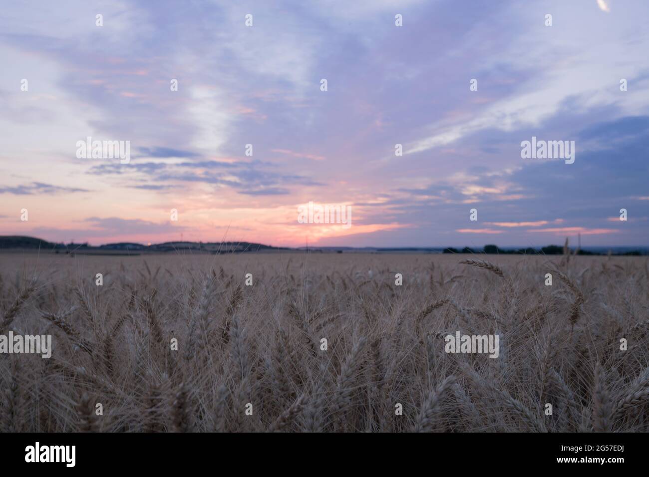 field of golden wheat under bouth cold blue cloudy and warm red cloudy ...