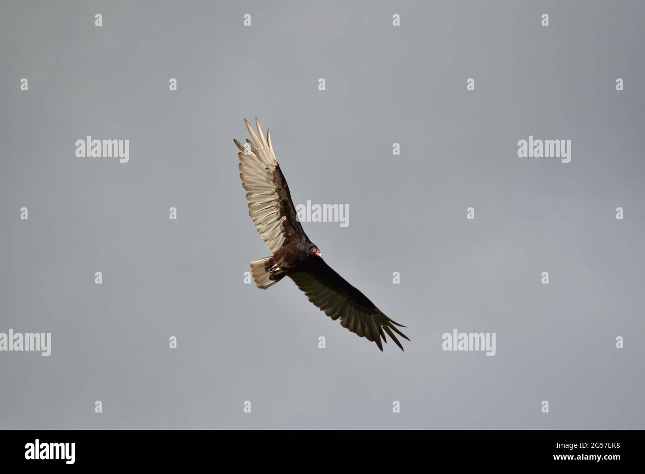 Turkey Vulture in flight Stock Photo - Alamy
