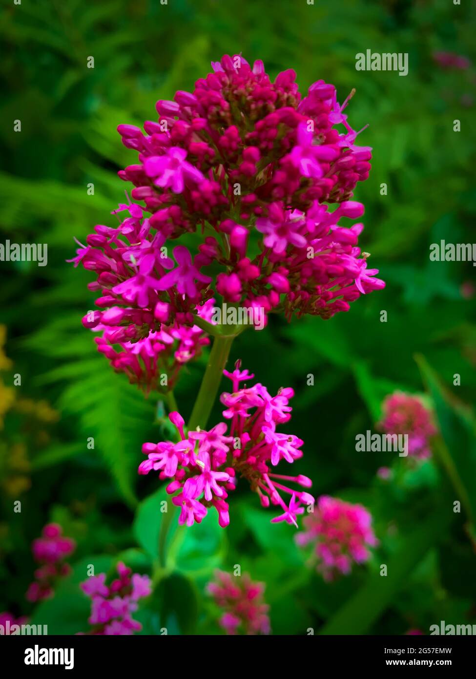 Hot pink buddleia buzz raspberry Stock Photo - Alamy