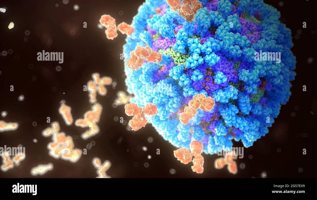Antibodies binding influenza virus, illustration Stock Photo - Alamy