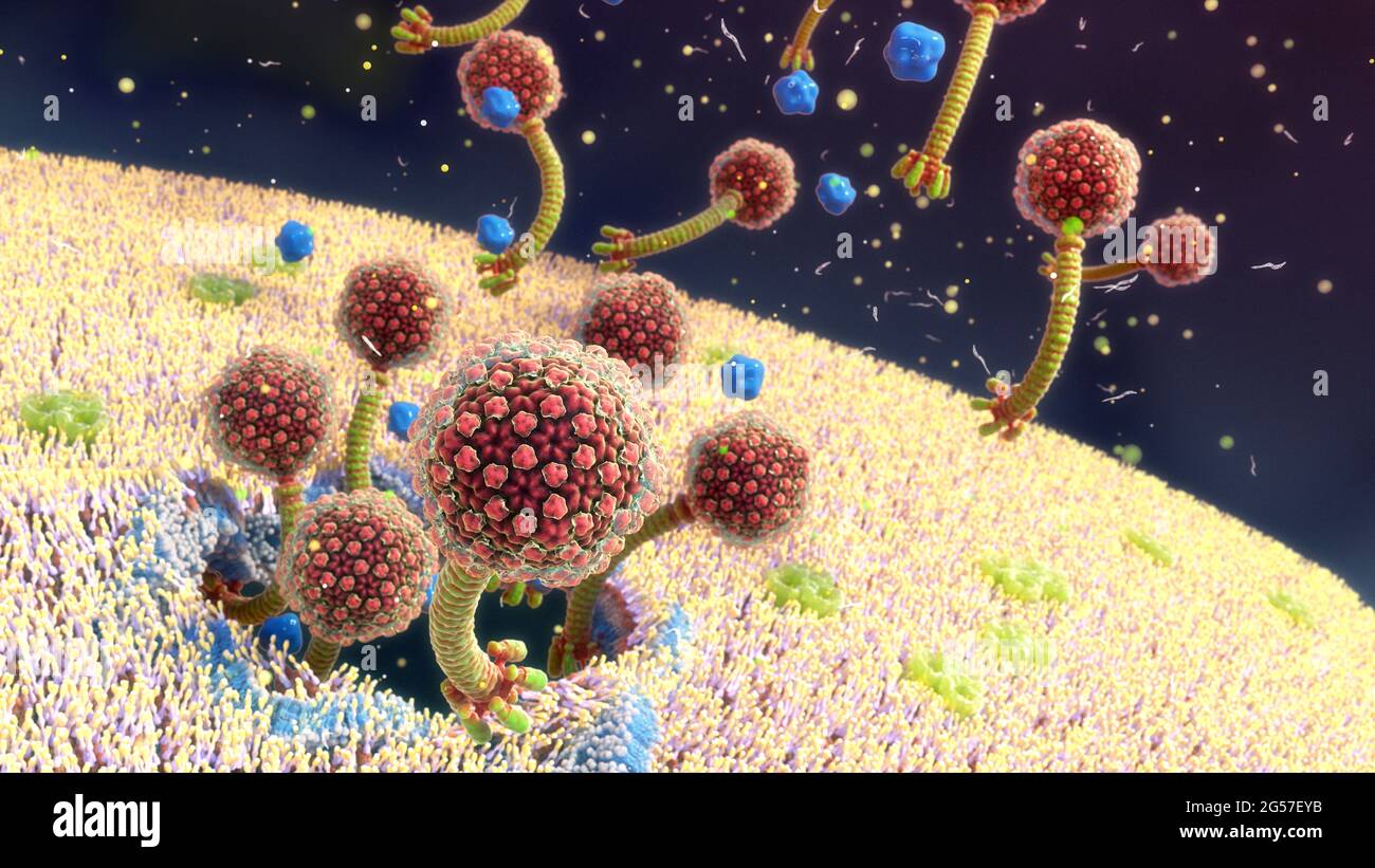 Siphovirus hi-res stock photography and images - Alamy