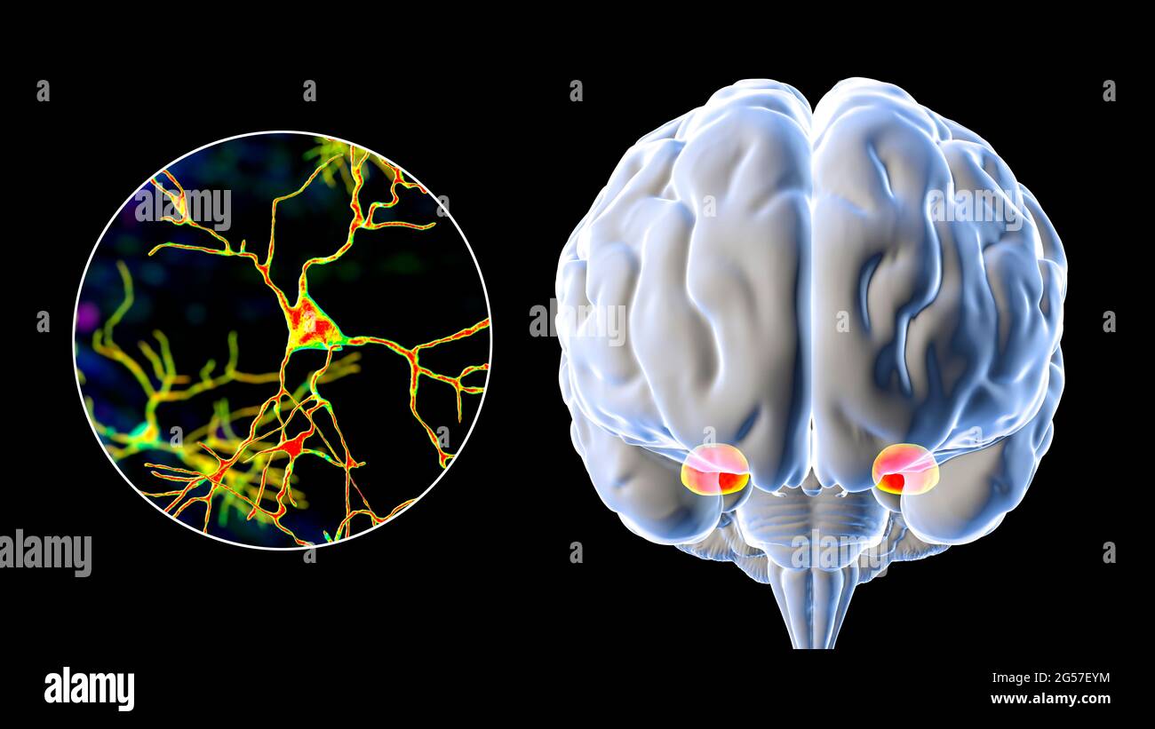 Amygdala and neurons in the brain, illustration Stock Photo - Alamy