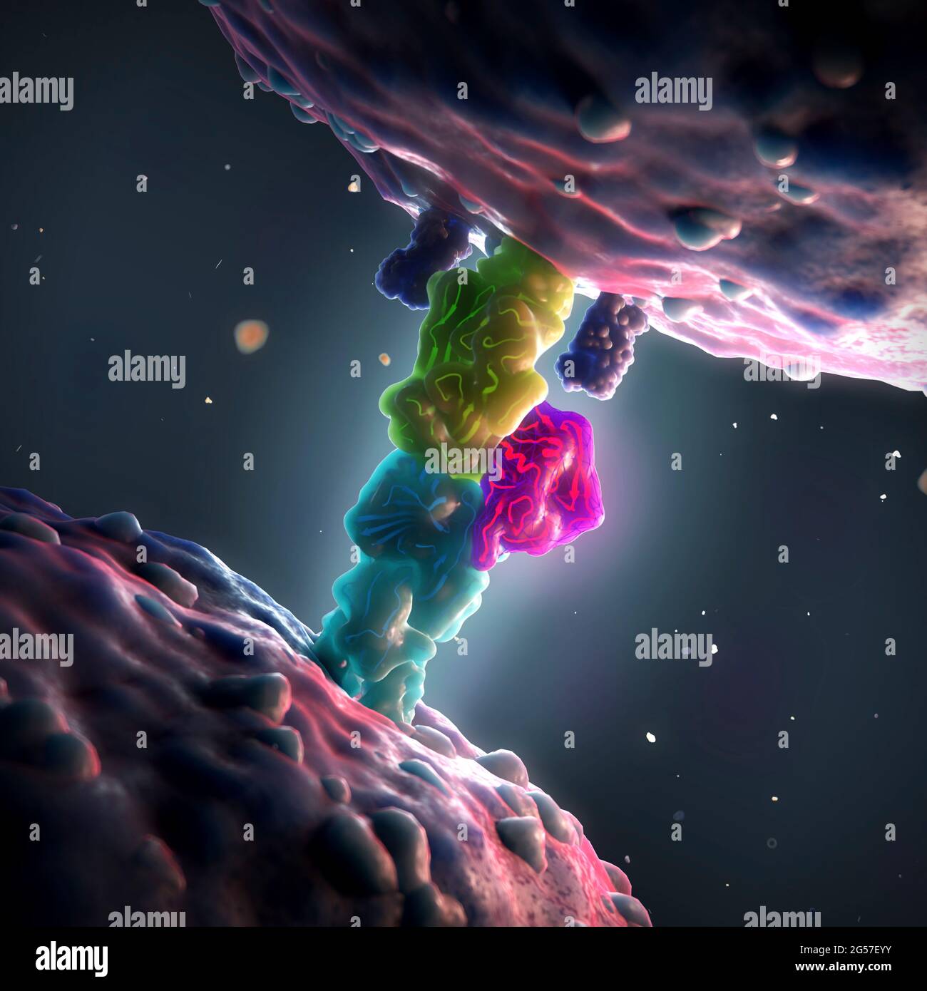 Superantigen binding hi-res stock photography and images - Alamy