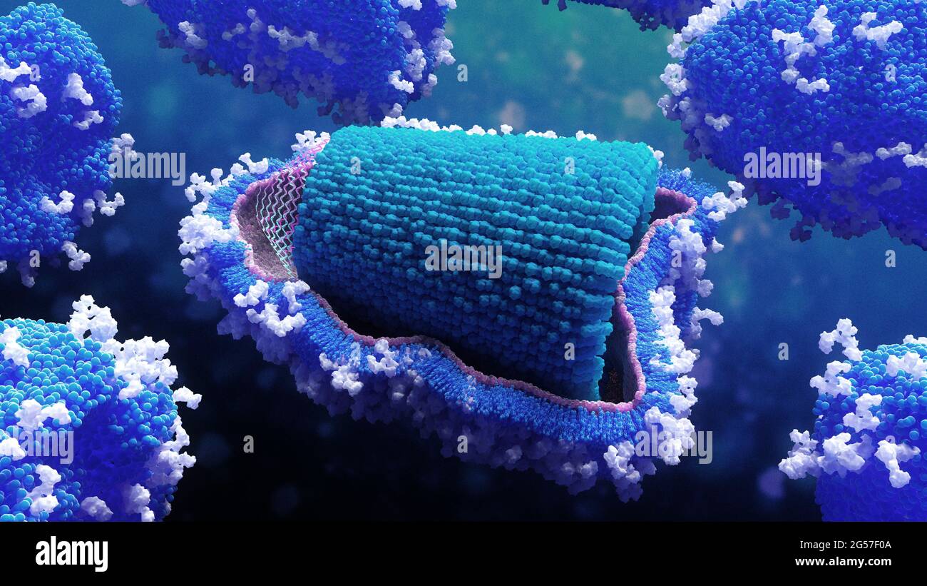 Rabies virus, illustration Stock Photo - Alamy