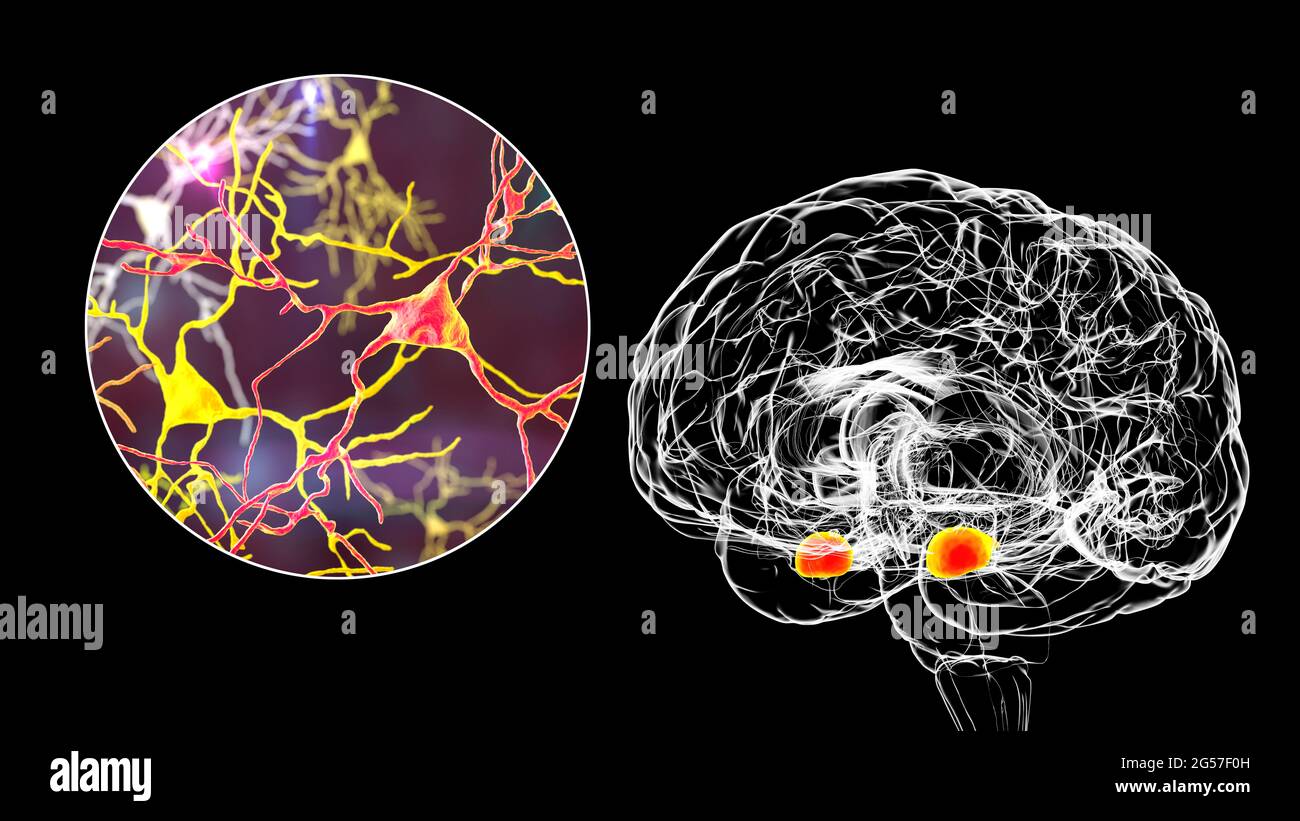 Amygdala and neurons in the brain, illustration Stock Photo - Alamy
