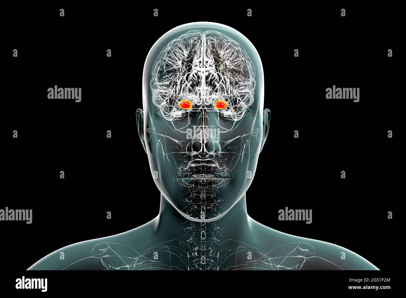 Amygdala of the brain, illustration Stock Photo - Alamy
