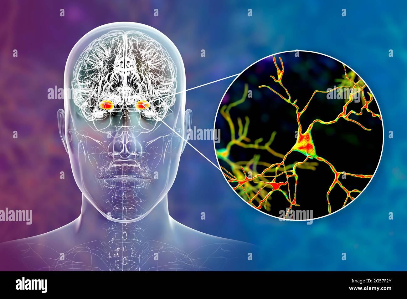Amygdala and neurons in the brain, illustration Stock Photo - Alamy