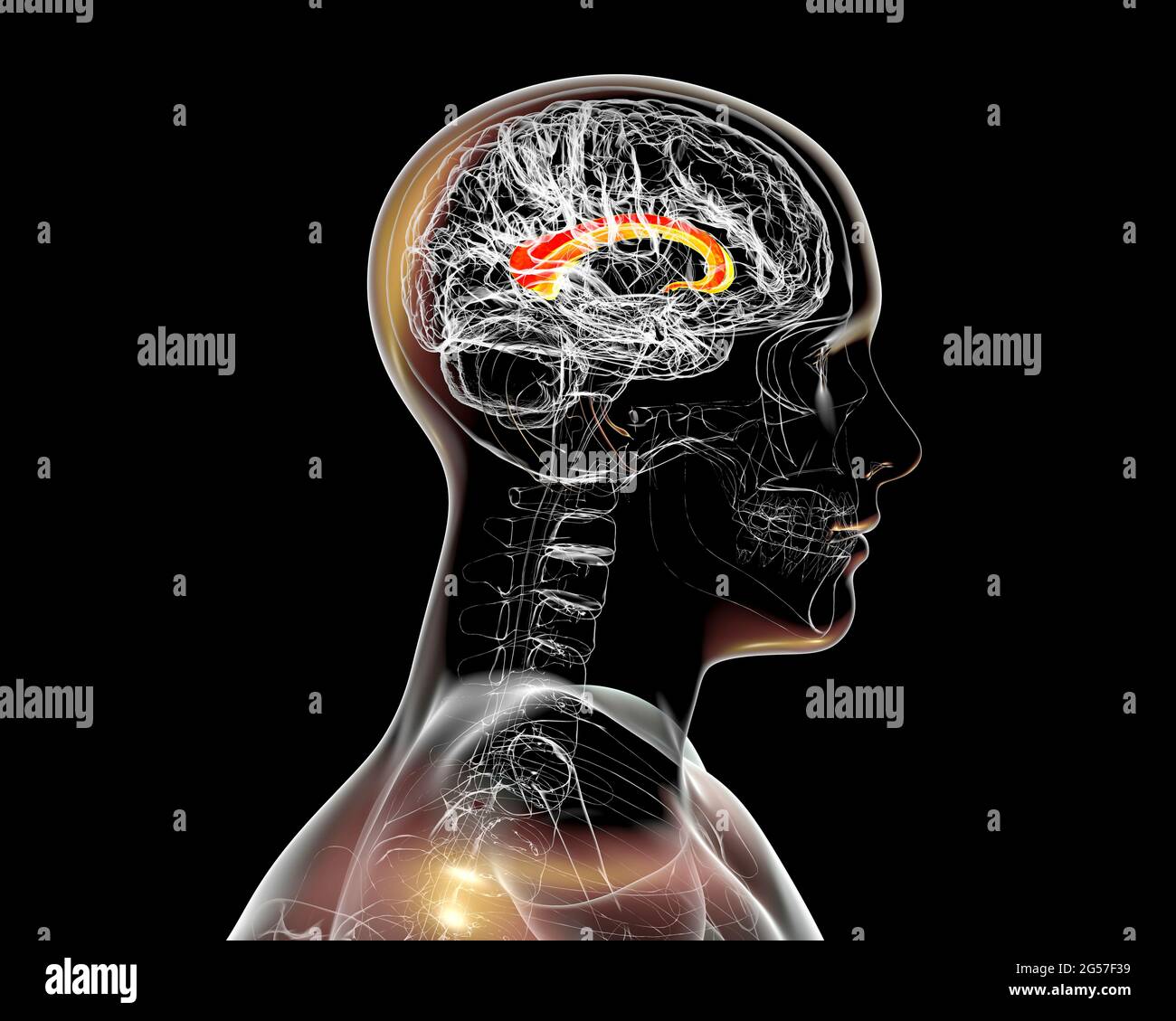 Human brain with highlighted corpus callosum, illustration Stock Photo ...