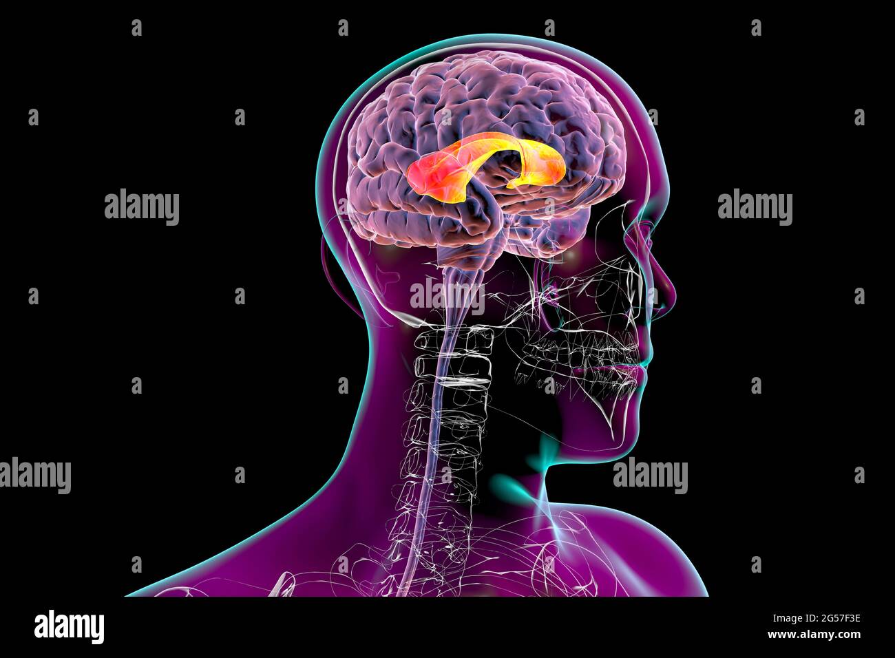 Human brain with highlighted corpus callosum, illustration Stock Photo ...