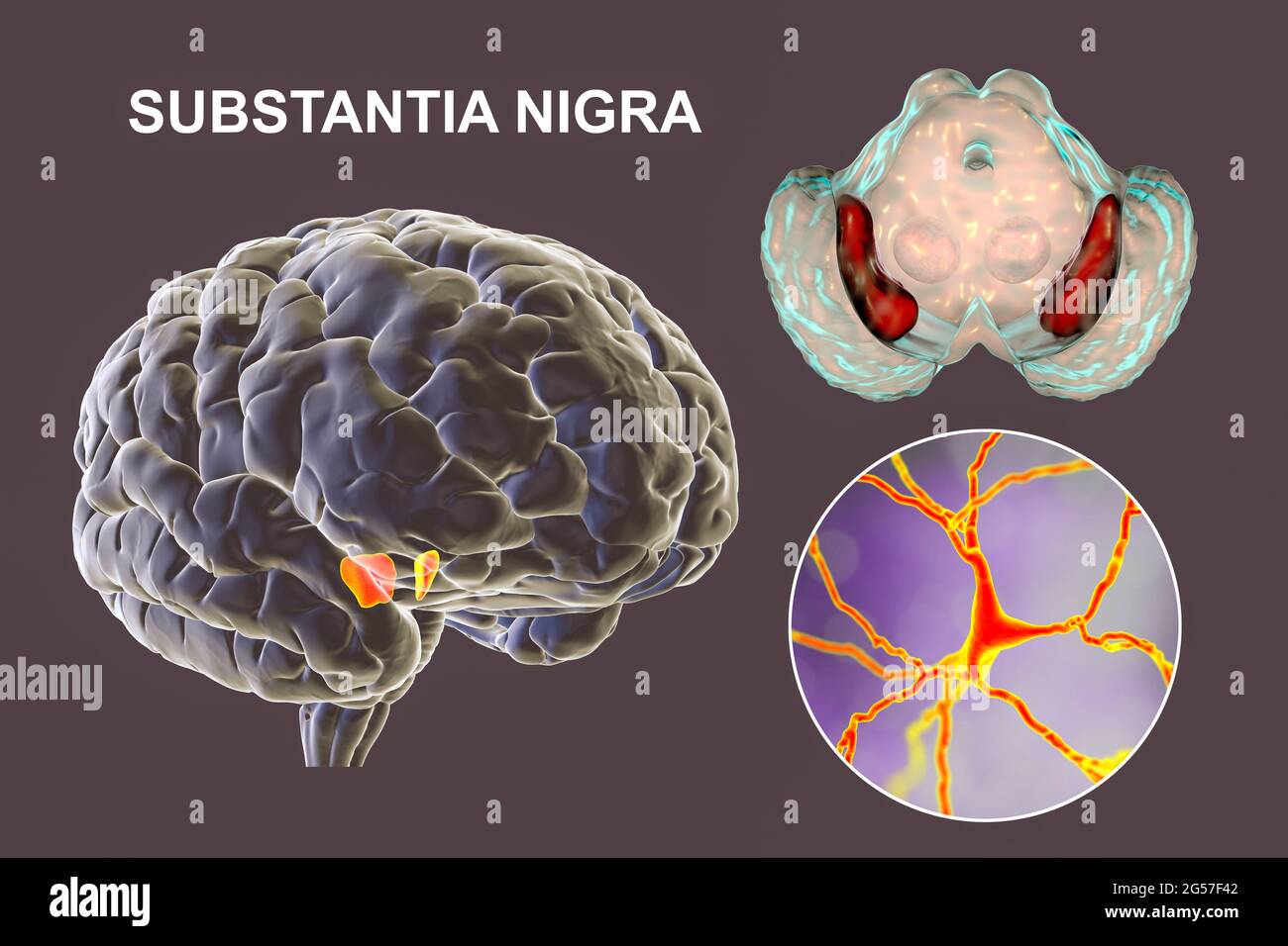 Substantia nigra and dopaminergic neurons, illustration Stock Photo - Alamy