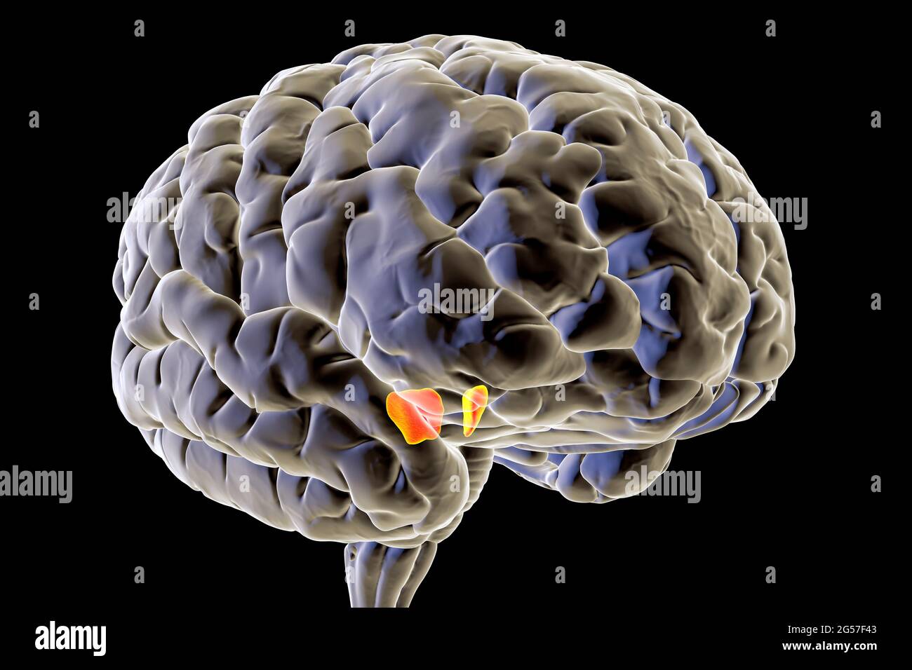 Substantia nigra in the human brain, illustration Stock Photo - Alamy
