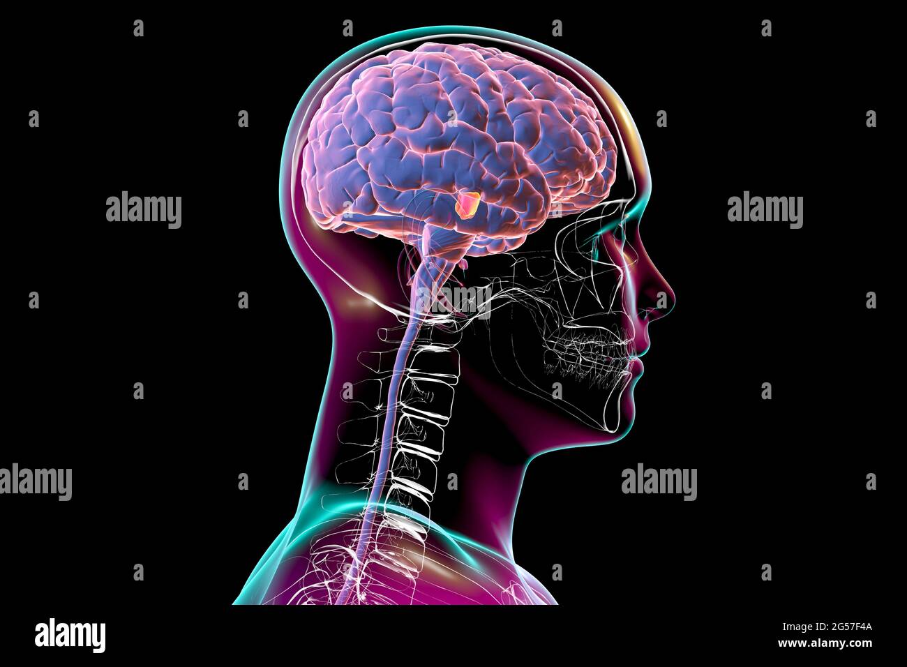 Substantia nigra in the human brain, illustration Stock Photo - Alamy