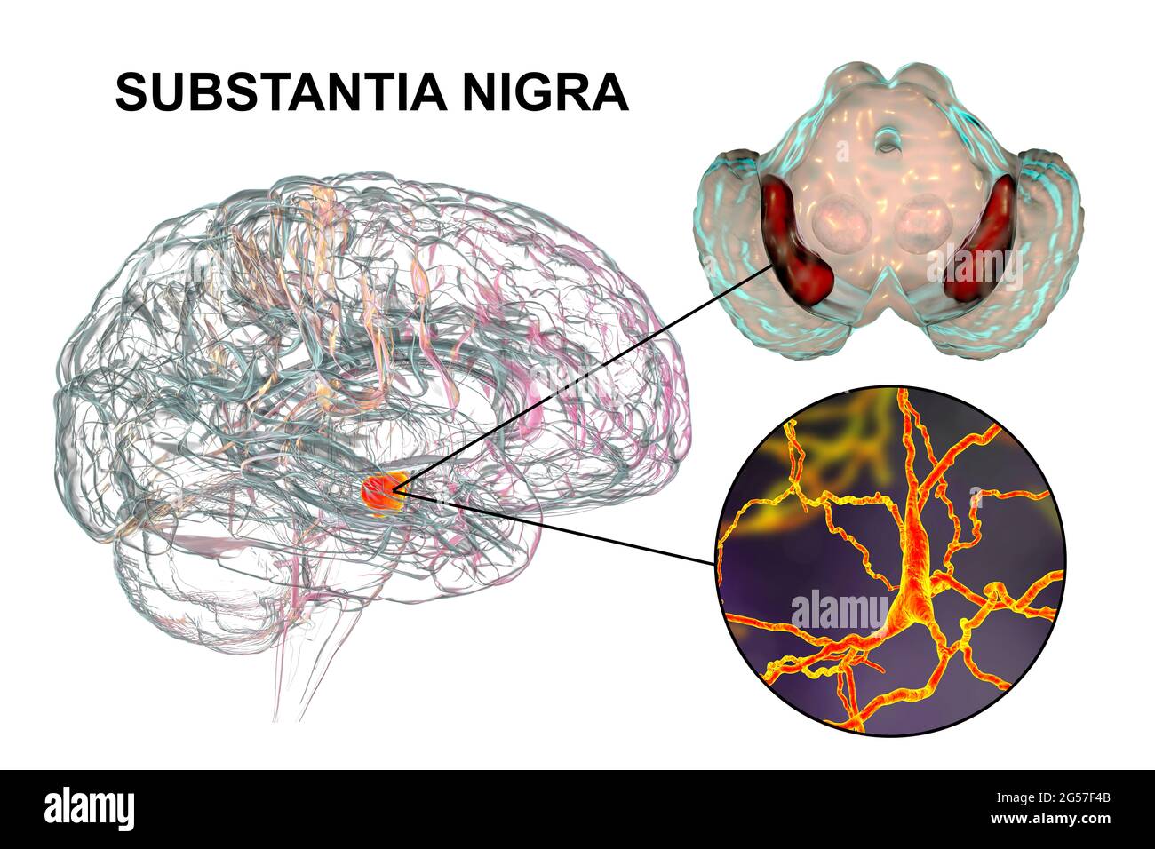 Substantia nigra and dopaminergic neurons, illustration Stock Photo - Alamy