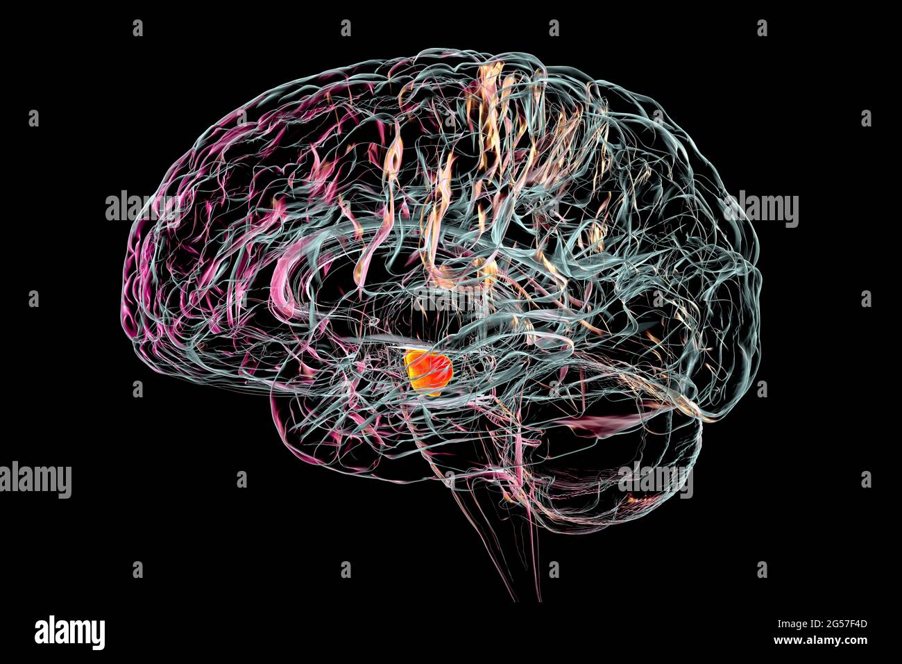 Substantia nigra in the human brain, illustration Stock Photo - Alamy