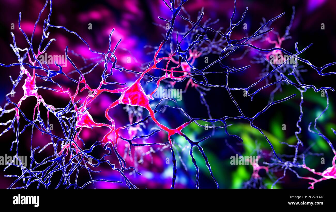 Normal neuron hi-res stock photography and images - Alamy