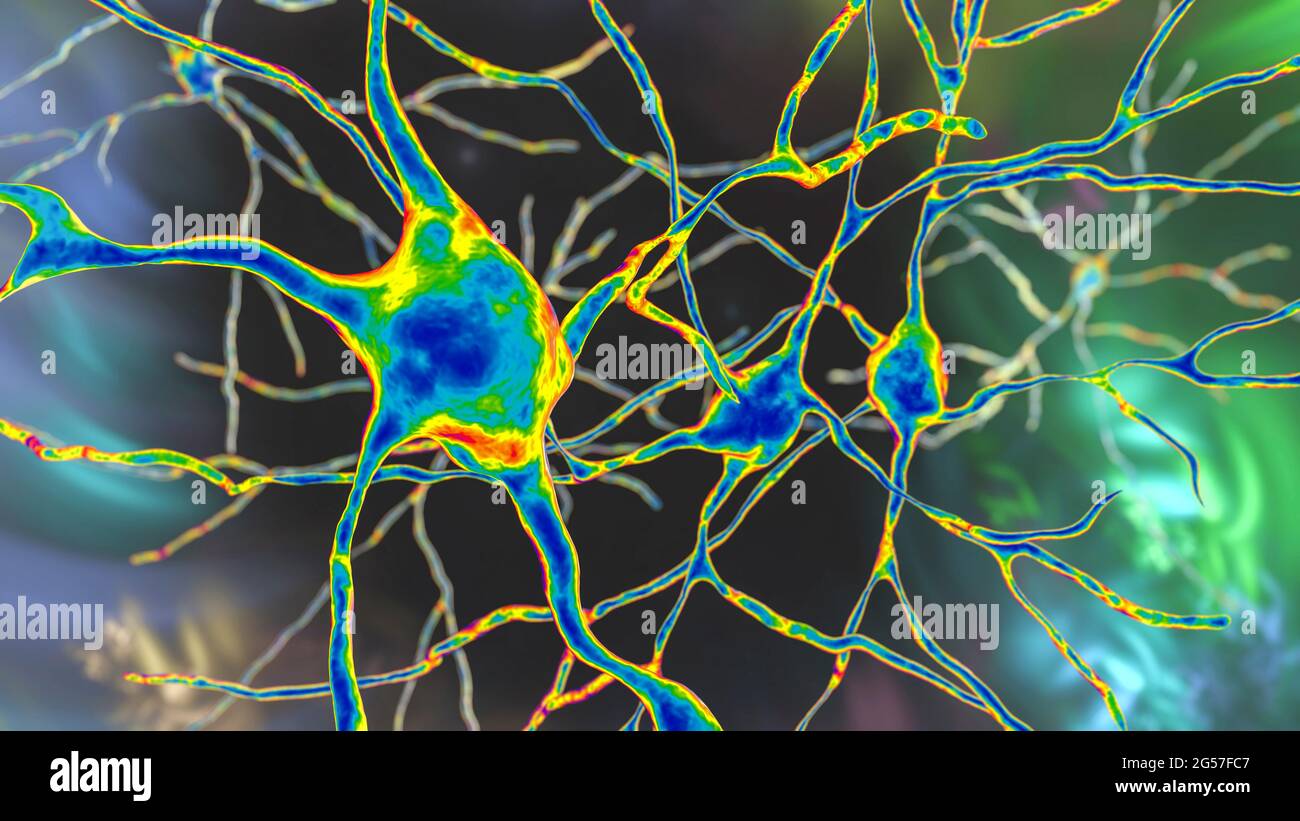 Brain neuron, illustration Stock Photo - Alamy