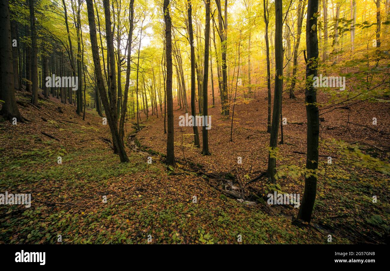 Autumnal colorful forest interior around small stream trough. Narrow ...