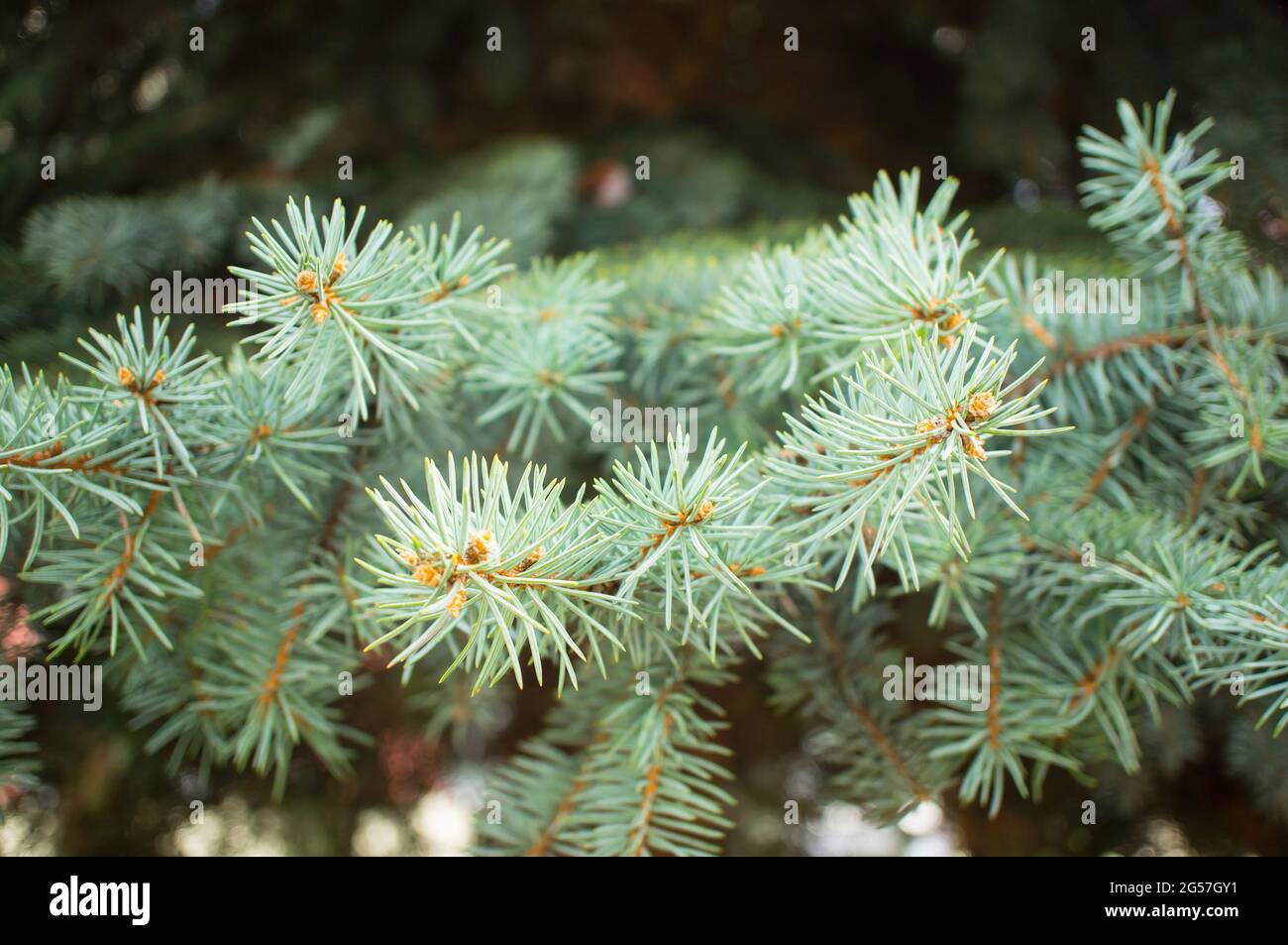 Selective focus of the pine tree's branches with leaves in the woods ...