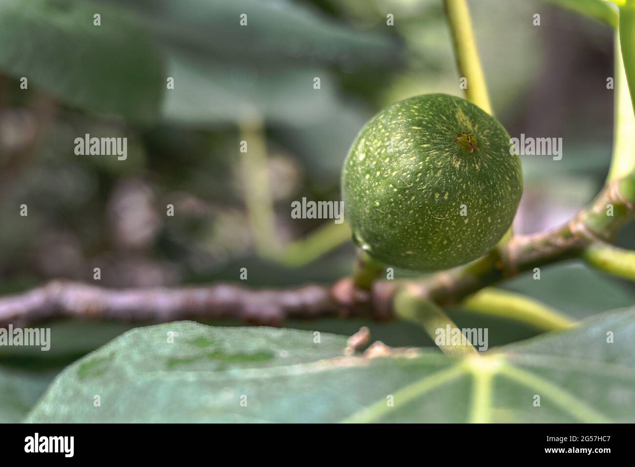 English walnut color hi-res stock photography and images - Alamy