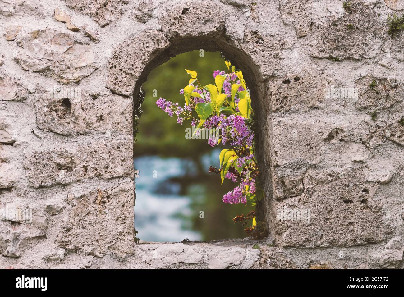 Beautiful shot of a blooming lilac seen through a stone arch window ...