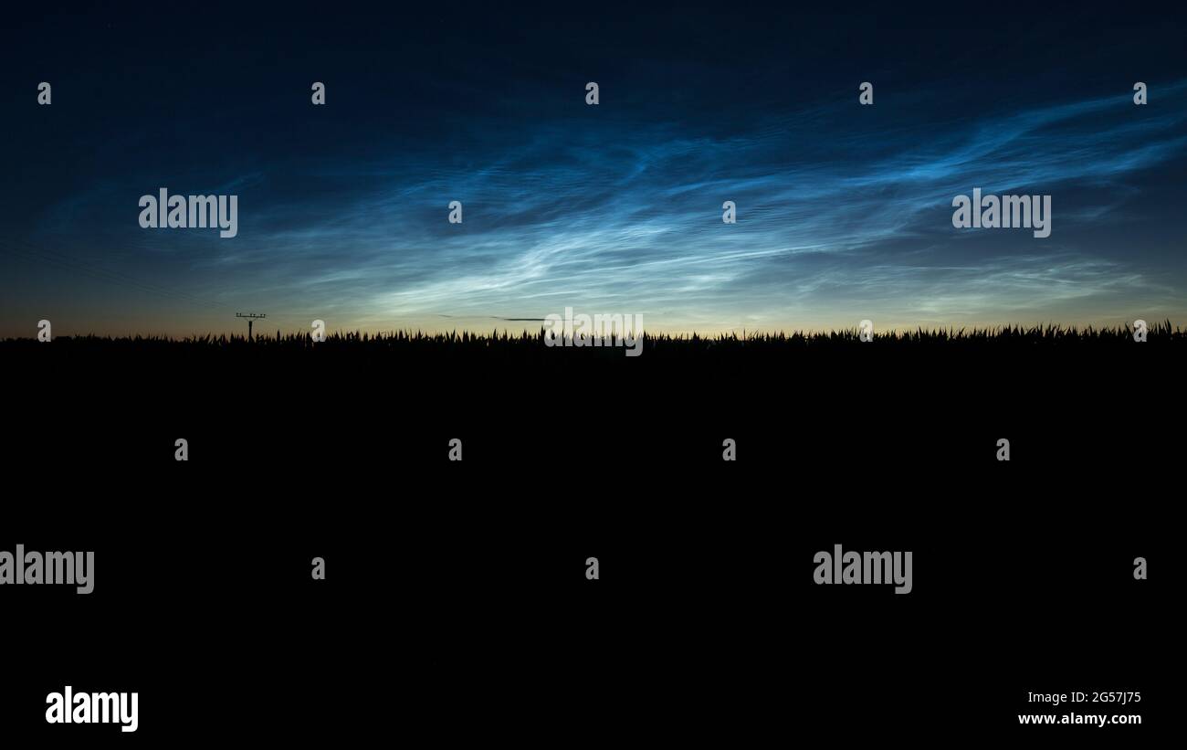 Corn tree silhouette hi-res stock photography and images - Alamy