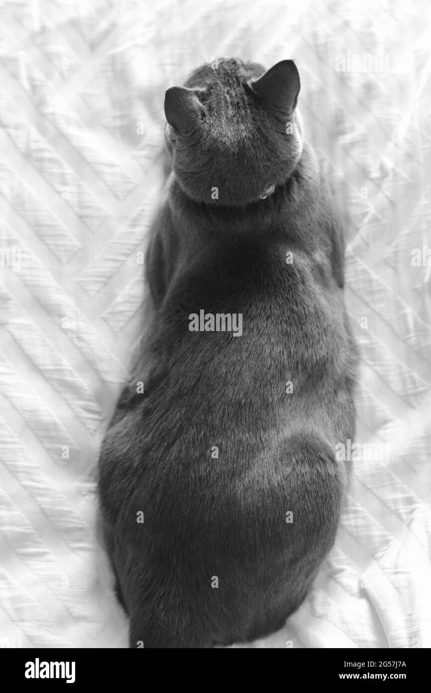 Grey scale hi-res stock photography and images - Alamy