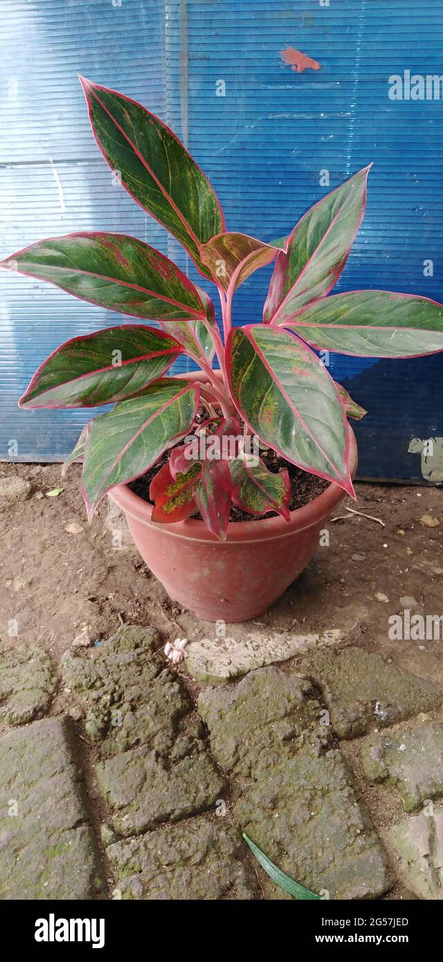 Aglaonema Simplex