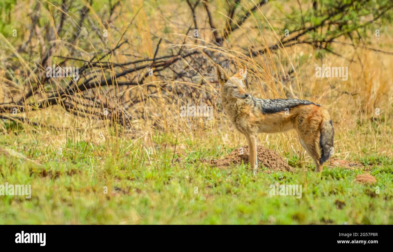 An isolated black backed jackal Canis Mesomelas in a wild nature reserve South Africa Stock ...