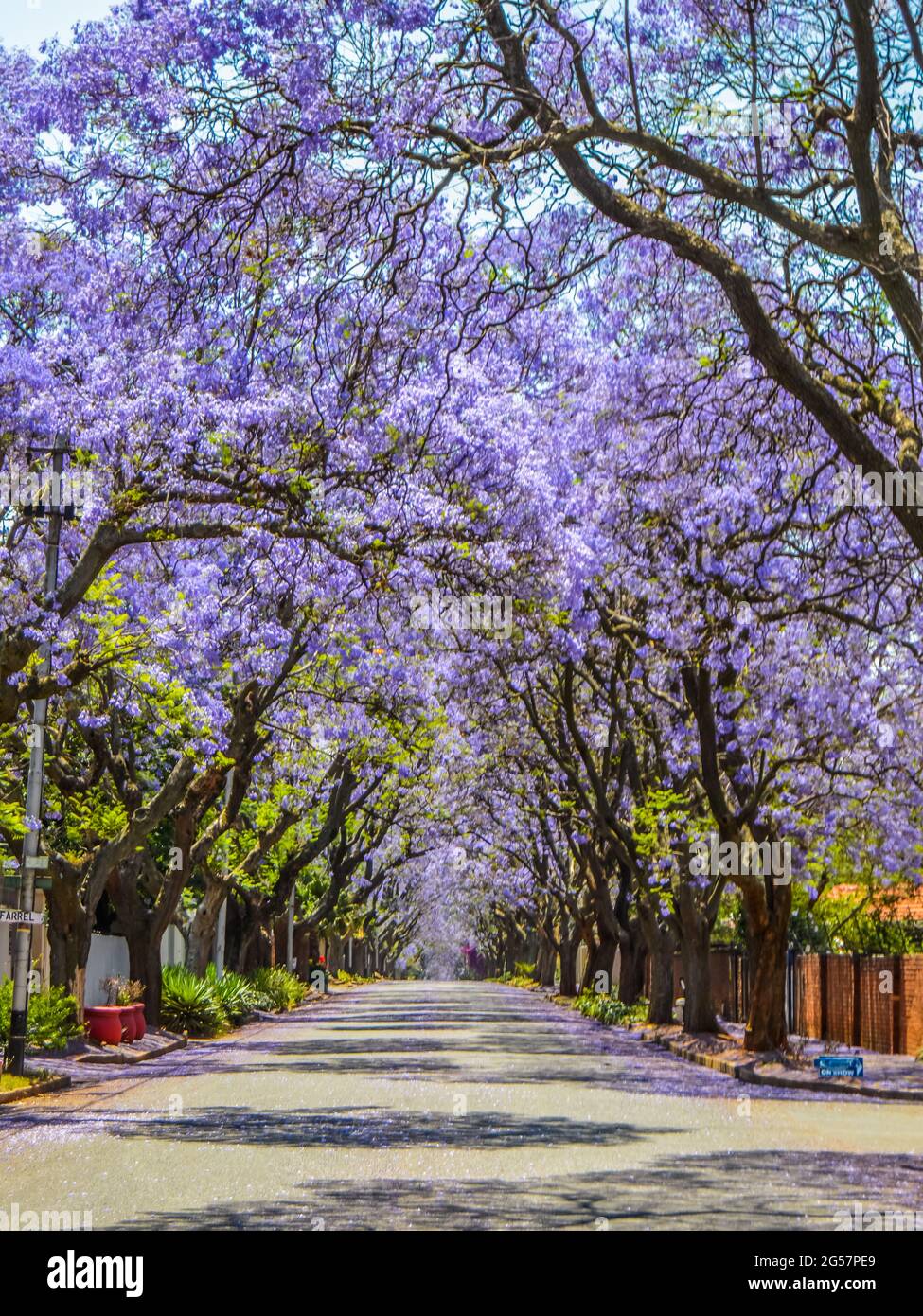 Purple blue Jacaranda mimosifolia bloom in Johannesburg street during ...
