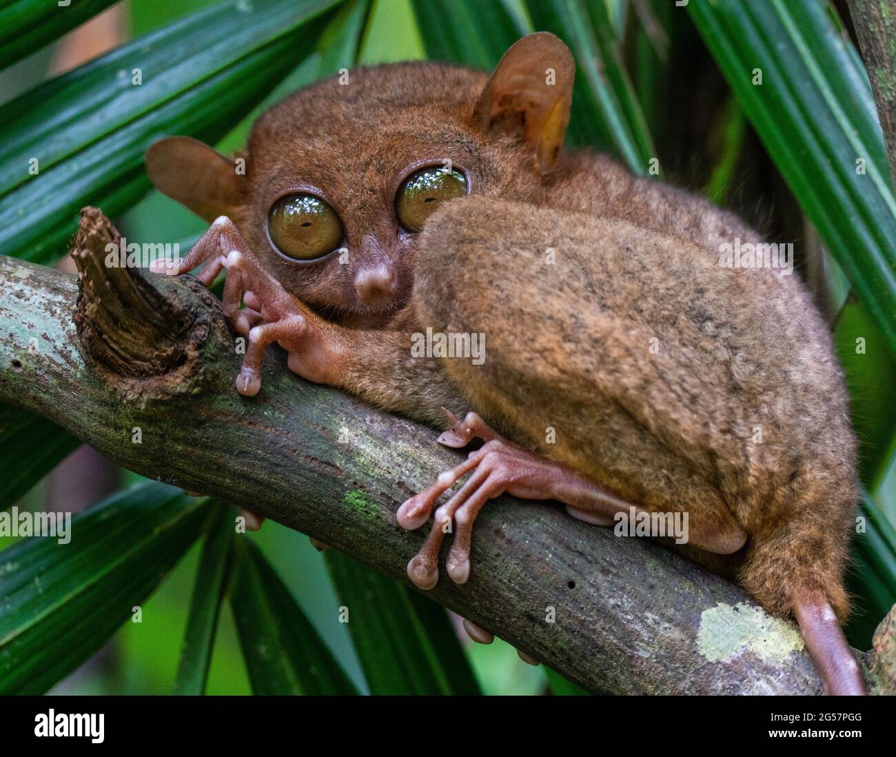 Philippine Tarsier Stock Photo - Alamy