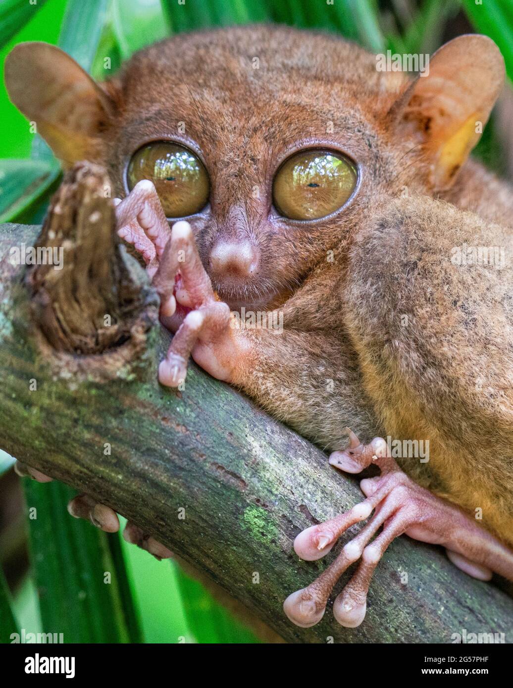 Cute tarsier hi-res stock photography and images - Alamy