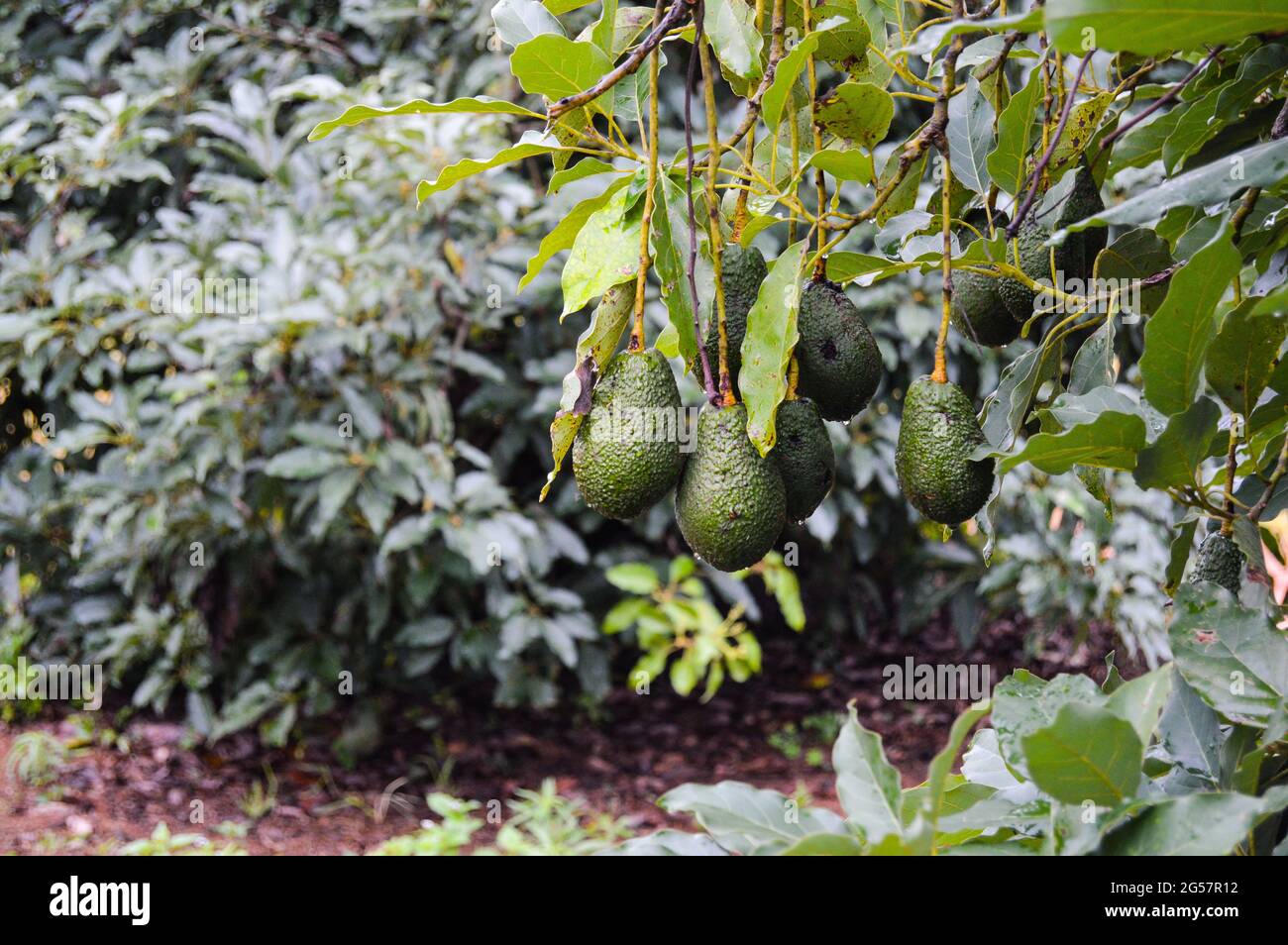 Hass avocado tree hi-res stock photography and images - Alamy