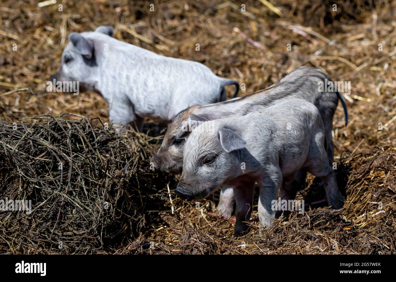 Group Of Young Piglets Of Woolly Pigs Stock Photo - Alamy