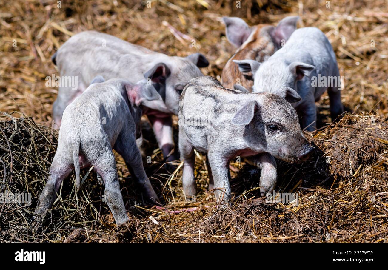 Group Of Young Piglets Of Woolly Pigs Stock Photo - Alamy