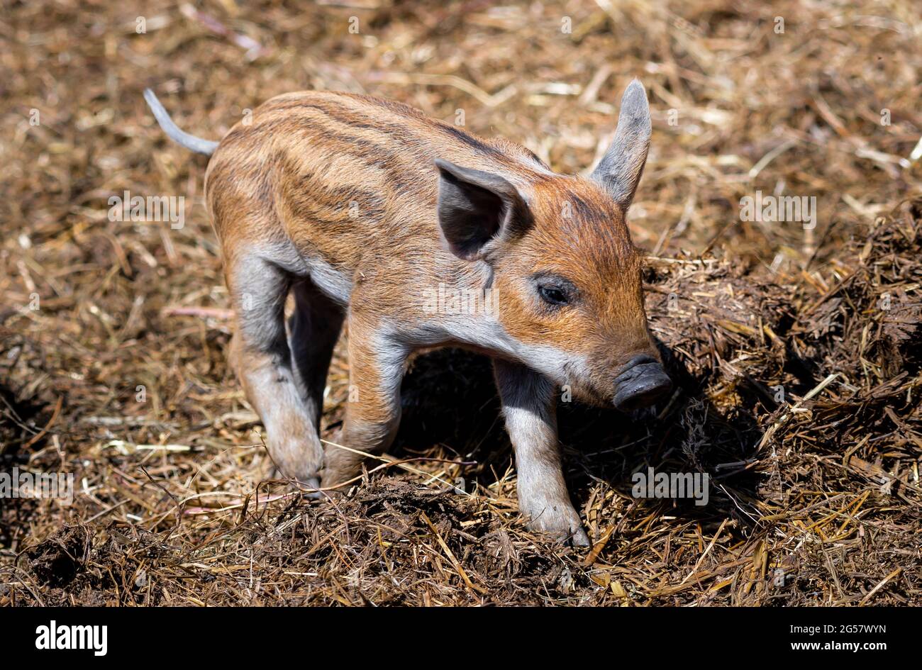 Woolly pig hi-res stock photography and images - Alamy