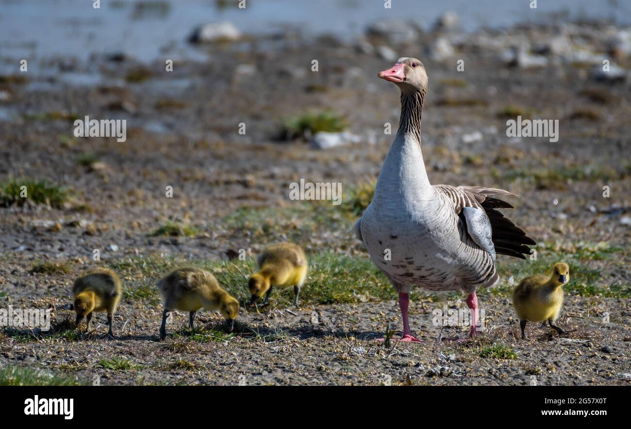 Grey ducklings hi-res stock photography and images - Alamy