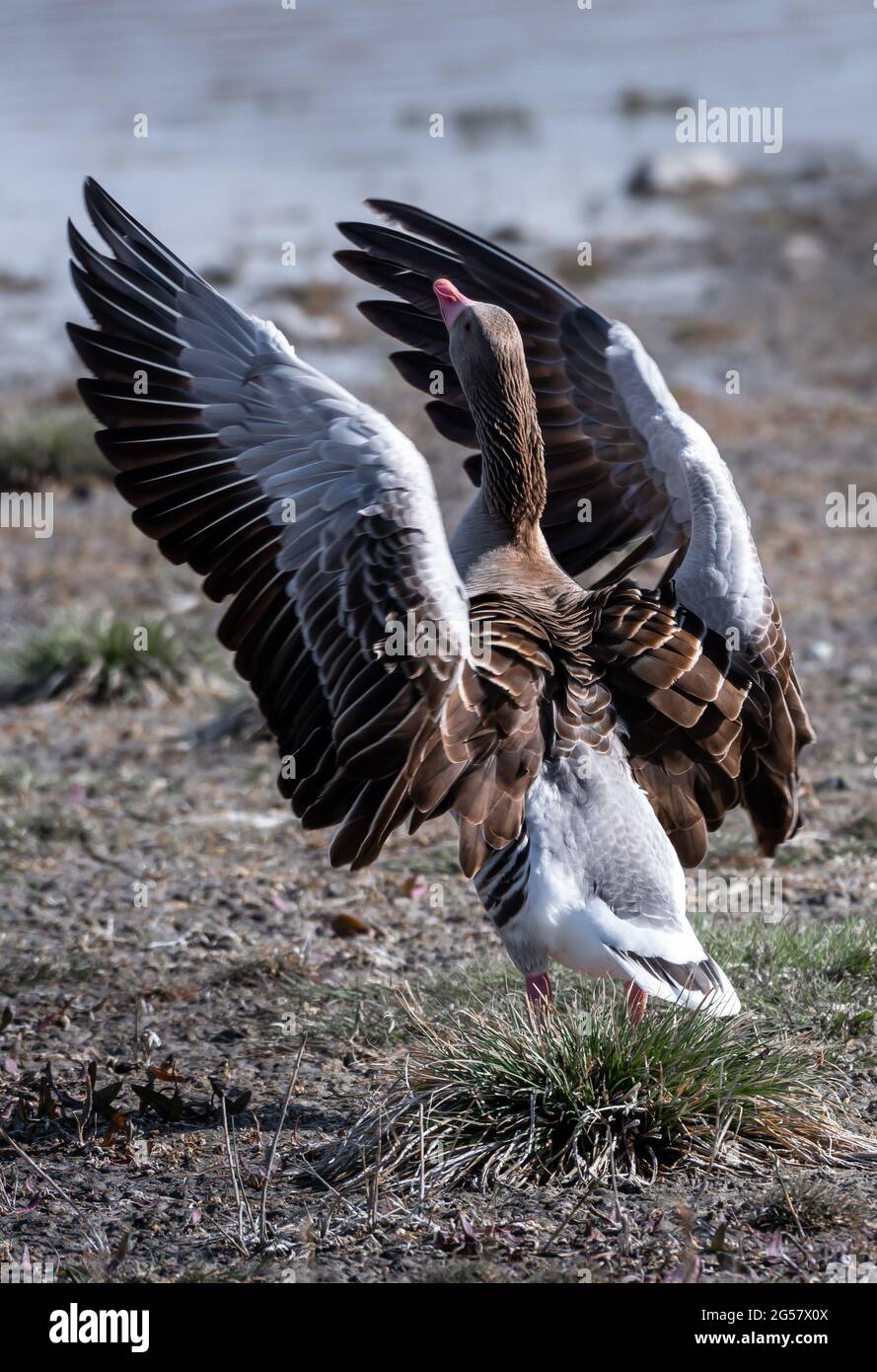Adult Grey Geese (Anser anser) In National Park Neusiedler See In ...