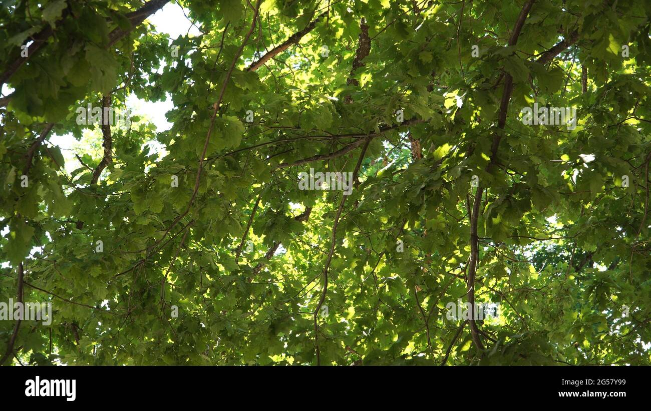 A beautiful thick oak tree foliage that seen in a view from the bottom ...