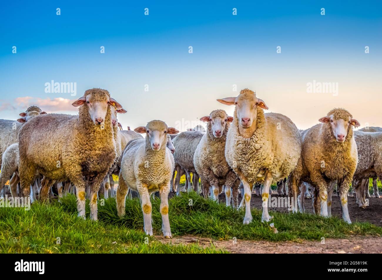 Flock of merino sheep ready for slaughter on eid ul adha Stock Photo ...