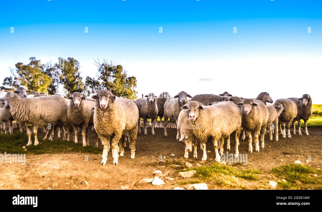 Flock of merino sheep ready for slaughter on eid ul adha Stock Photo ...
