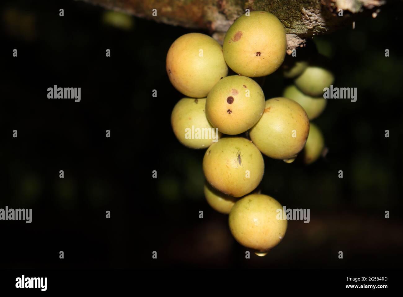 Baccaurea hi-res stock photography and images - Alamy
