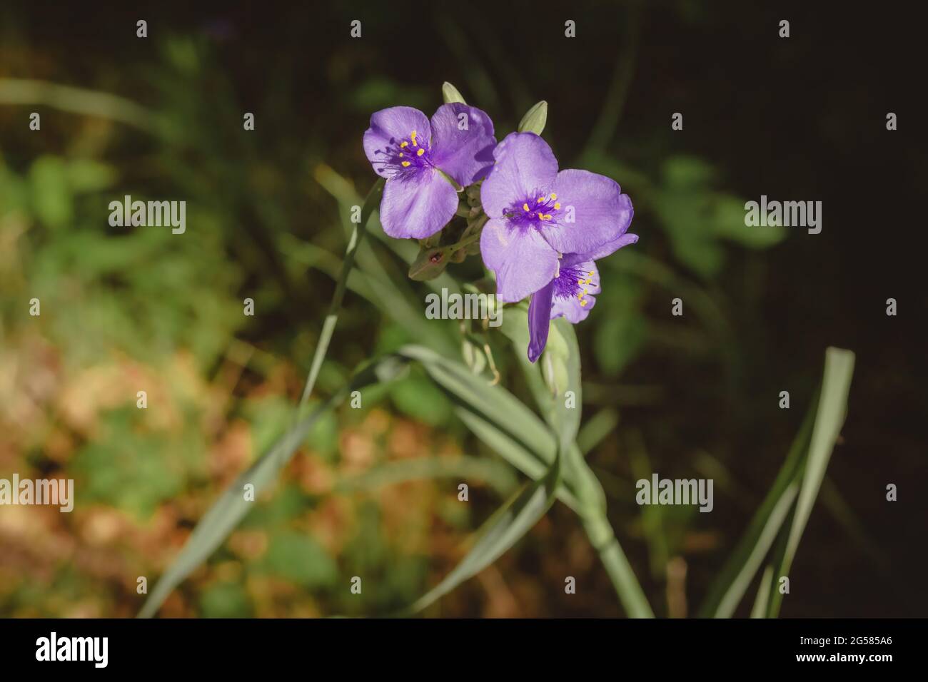 Spiderwort, a wild purple dune flower, growing along a path in Indiana ...